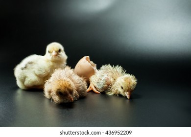 Chicken Egg Shell Stock Photo 436952209 | Shutterstock
