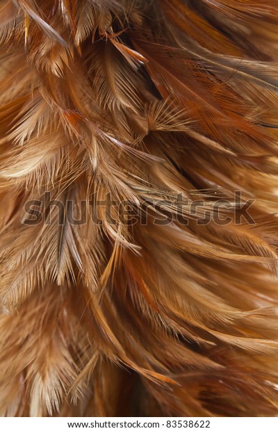 Chicken Feather Texture Stock Photo 83538622 | Shutterstock