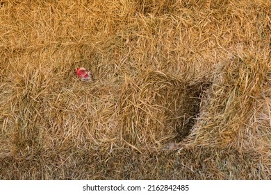 2,891 Chicken hiding Images, Stock Photos & Vectors | Shutterstock