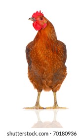 Chicken Looking Camera Reflection On White Stock Photo 70180936 ...