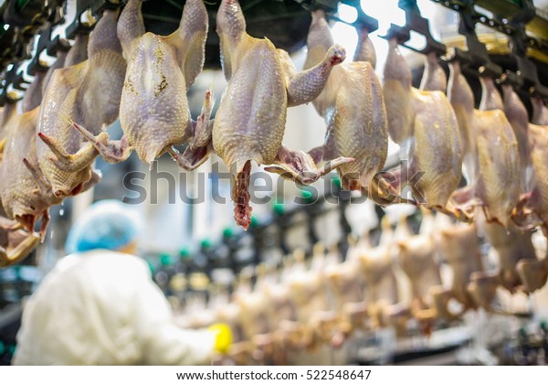Chicken Meat Processing Factory Stock Photo (Edit Now) 522548647