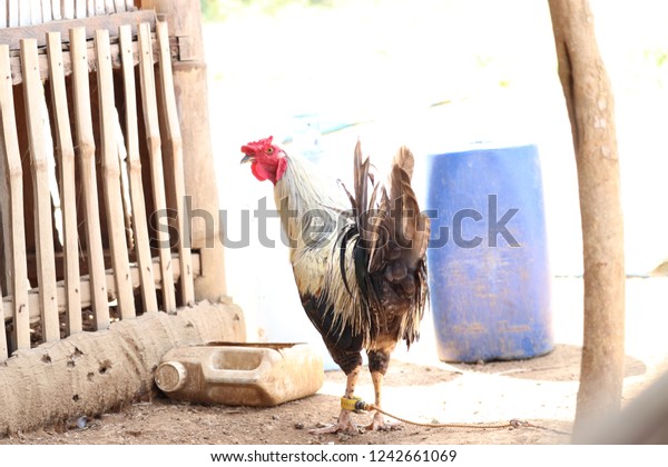 Chicken Rooster Tagalog Stock Photo 1242661069 | Shutterstock