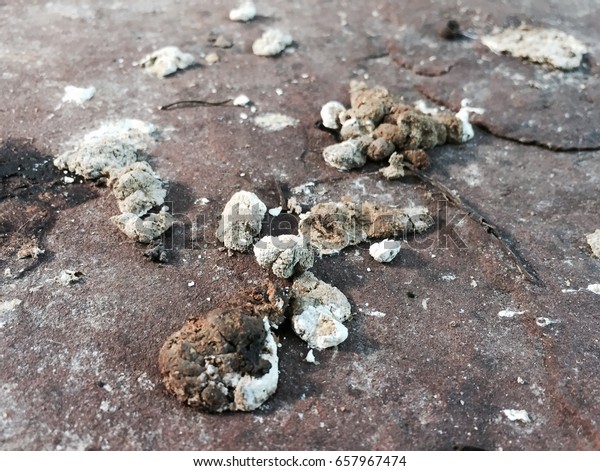 Chicken Shit Stock Photo (Edit Now) 657967474