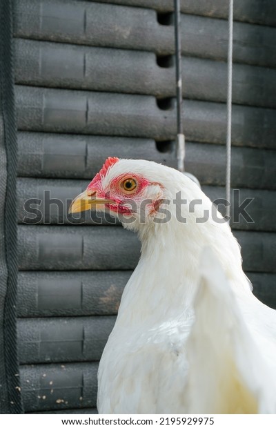Chicken Side Profile Stock Photo 2195929975 | Shutterstock