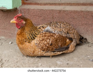 22 004 Chicken Sitting Images Stock Photos Vectors Shutterstock