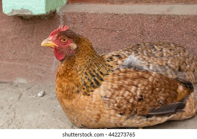 628 imágenes de Chicken sitting down - Imágenes, fotos y vectores de ...