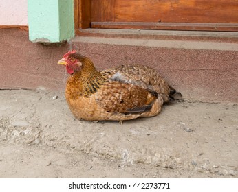 Chicken Sitting Down Stock Photo 442273750 | Shutterstock