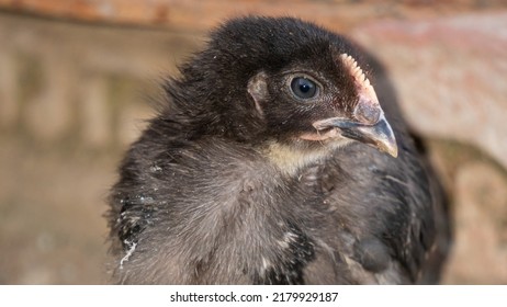 64 Hairless hen Images, Stock Photos & Vectors | Shutterstock
