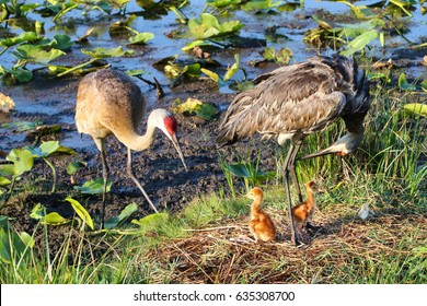 160 Chicklet Images, Stock Photos & Vectors | Shutterstock
