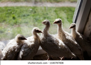 160 Chicklet Images, Stock Photos & Vectors | Shutterstock