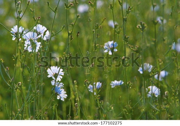 Chicory Field Stockfoto 177102275 | Shutterstock