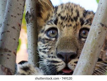 Child Far Eastern Leopard Stock Photo (Edit Now) 749120