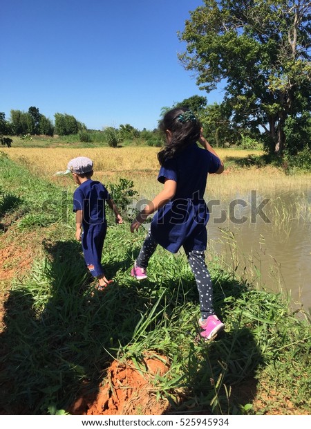 Children Playing Paddy Fields Stock Photo 525945934 | Shutterstock