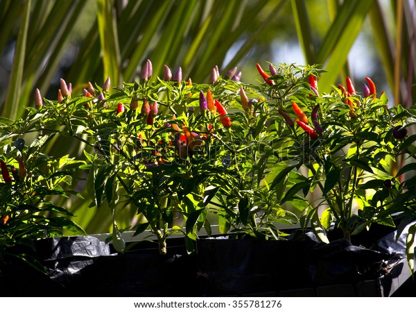 Chilli Chilly Peppers Plot Color Pepper Stock Photo (Edit Now) 355781276