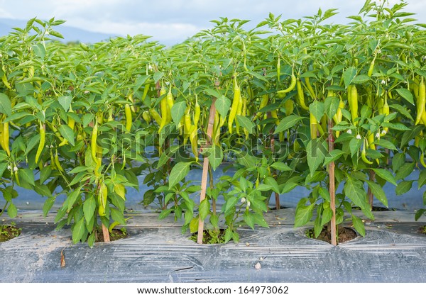 Chilli Field Stock Photo (Edit Now) 164973062