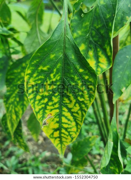 Chilli Minor Trace Element Defficiency Stock Photo 1552304750 ...