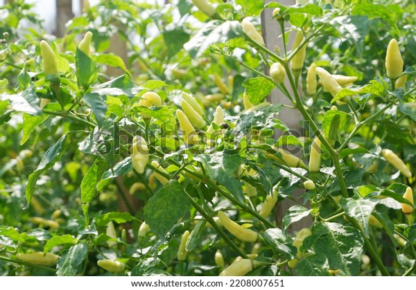 Chilli Plant Bears Fruit Fields Cabe Stock Photo 2208007651 | Shutterstock