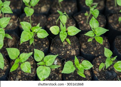 2,573 Chilli Seedling Images, Stock Photos & Vectors | Shutterstock
