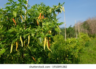 Chilli Tree Planted Row Stock Photo 1910091382 | Shutterstock