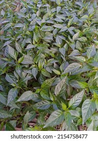 Chilli Tree Seeds Ready Be Planted Stock Photo 2154758477 | Shutterstock