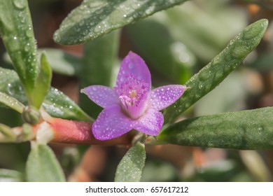 Gentiales Images, Stock Photos & Vectors | Shutterstock
