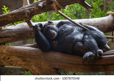 6,081 Chimp tree Images, Stock Photos & Vectors | Shutterstock
