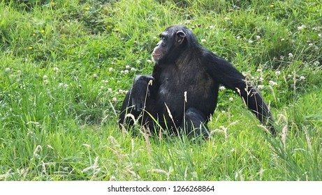 Chimpanzees Grass Stock Photo 1266268864 | Shutterstock