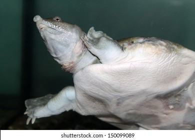 1,228 Softshell turtle Images, Stock Photos & Vectors | Shutterstock