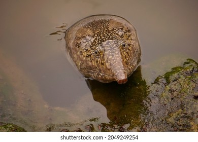 100 Turtle long nose Images, Stock Photos & Vectors | Shutterstock