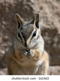 Chipmunk Stock Photo (Edit Now) 161463