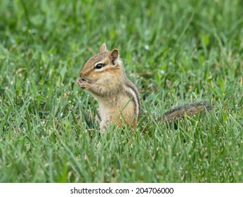 Chipmunk Stock Photo 204706000 | Shutterstock