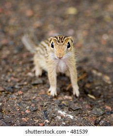 Chipmunk Stock Photo 481539 | Shutterstock