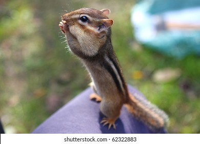 Chipmunk Stock Photo 62322883 | Shutterstock