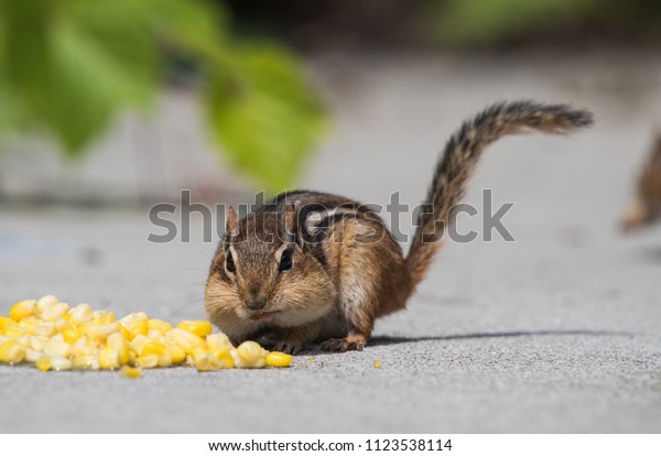 Chipmunk Eating Corn Stock Photo 1123538114 | Shutterstock