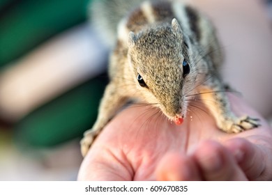 Chipmunk Eats Humans Hand Stock Photo 609670835 | Shutterstock