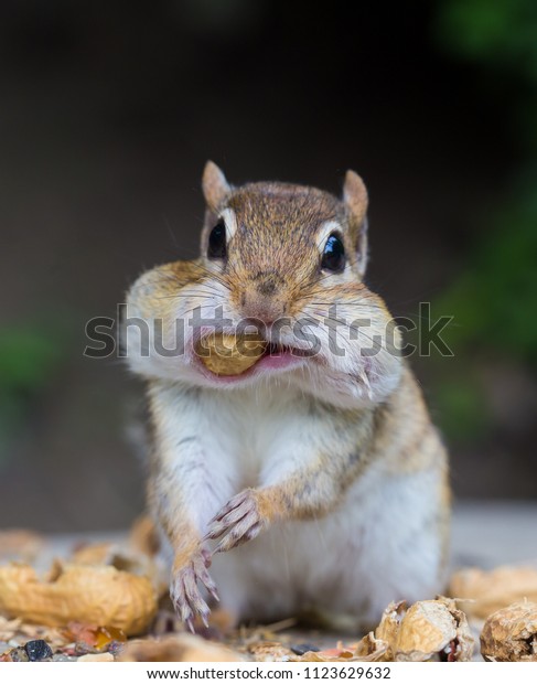 Chipmunk Having Nuts Stock Photo (Edit Now) 1123629632