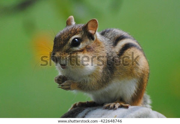 Chipmunk Nut Placed His Leftside Cheek Stock Photo (Edit Now) 422648746