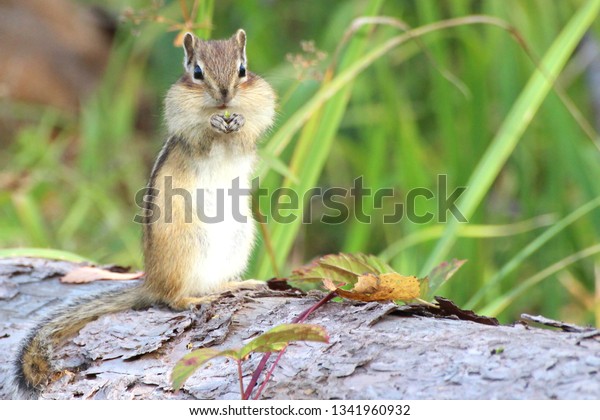 Chipmunk Poses Front Camera Wild Nibbles Stock Photo 1341960932 ...
