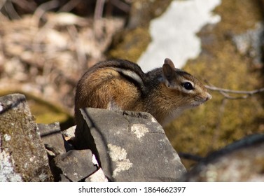 Chipmunk Side View Spring Stock Photo 1864662397 | Shutterstock