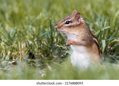 3,772 Chipmunk Standing Images, Stock Photos & Vectors | Shutterstock