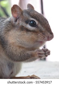 Chipmunk Stocking Stock Photo 557453917 | Shutterstock