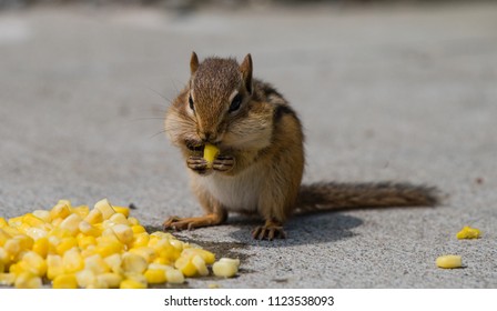 Chipmunk Stuffing Cheeks Corn Stock Photo 1123538093 | Shutterstock