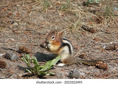 2,614 Chipmunk paws Images, Stock Photos & Vectors | Shutterstock