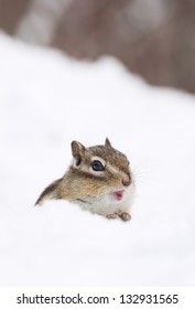 Chipmunk Winter Stock Photo 132931565 | Shutterstock