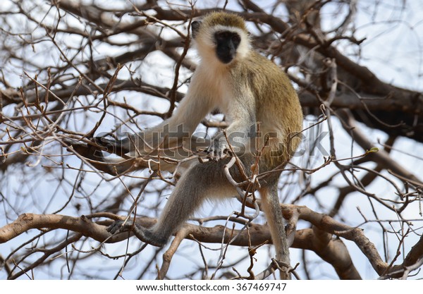 Chlorocebus Pygerythrus Stock Photo 367469747 | Shutterstock