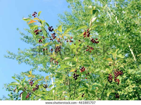 149 Choke cherry tree 图片、库存照片和矢量图 | Shutterstock