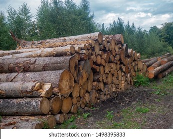 Chopped Down Trees Forest Stock Photo 1498395833 | Shutterstock