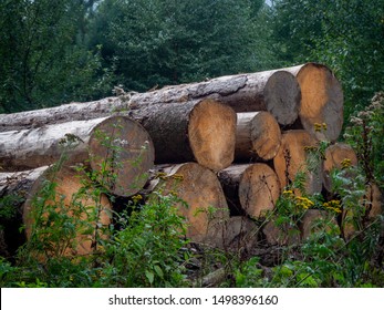 Chopped Down Trees Forest Stock Photo (Edit Now) 1498396160