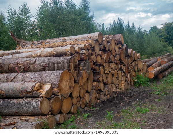 Chopped Down Trees Forest Stock Photo 1498395833 | Shutterstock