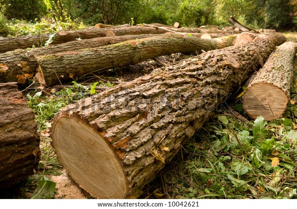 Chopped Trees Stock Photo 10042621 | Shutterstock
